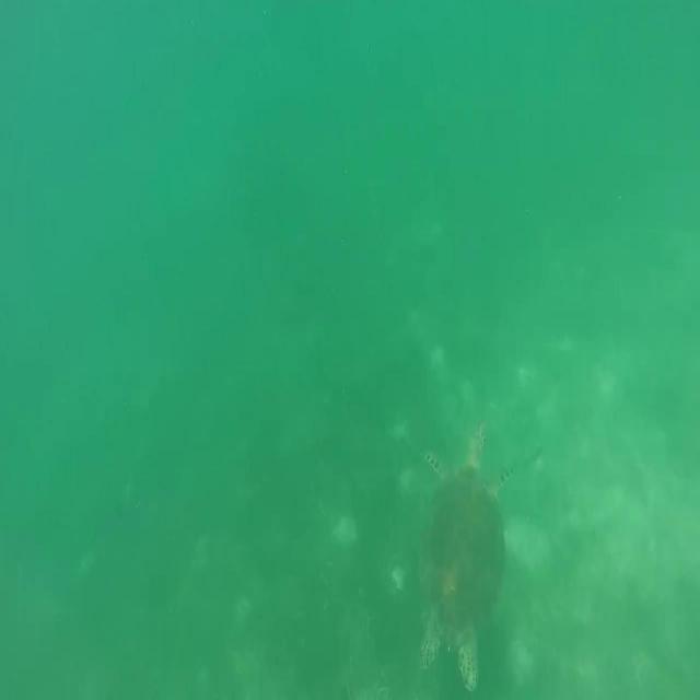 Sea Turtles Model Object Detection Dataset by Gabriel Esteves