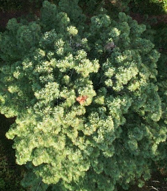 Tree Defect 2 Classification Dataset By Tree