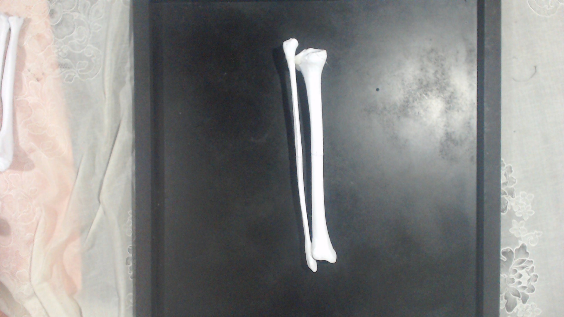 ssssssssssss Object Detection Model by kkkkkkkkkkk