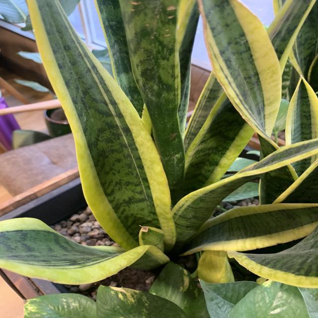 MV Plant identification Object Detection Dataset and Pre-Trained Model by MV Plant identifier