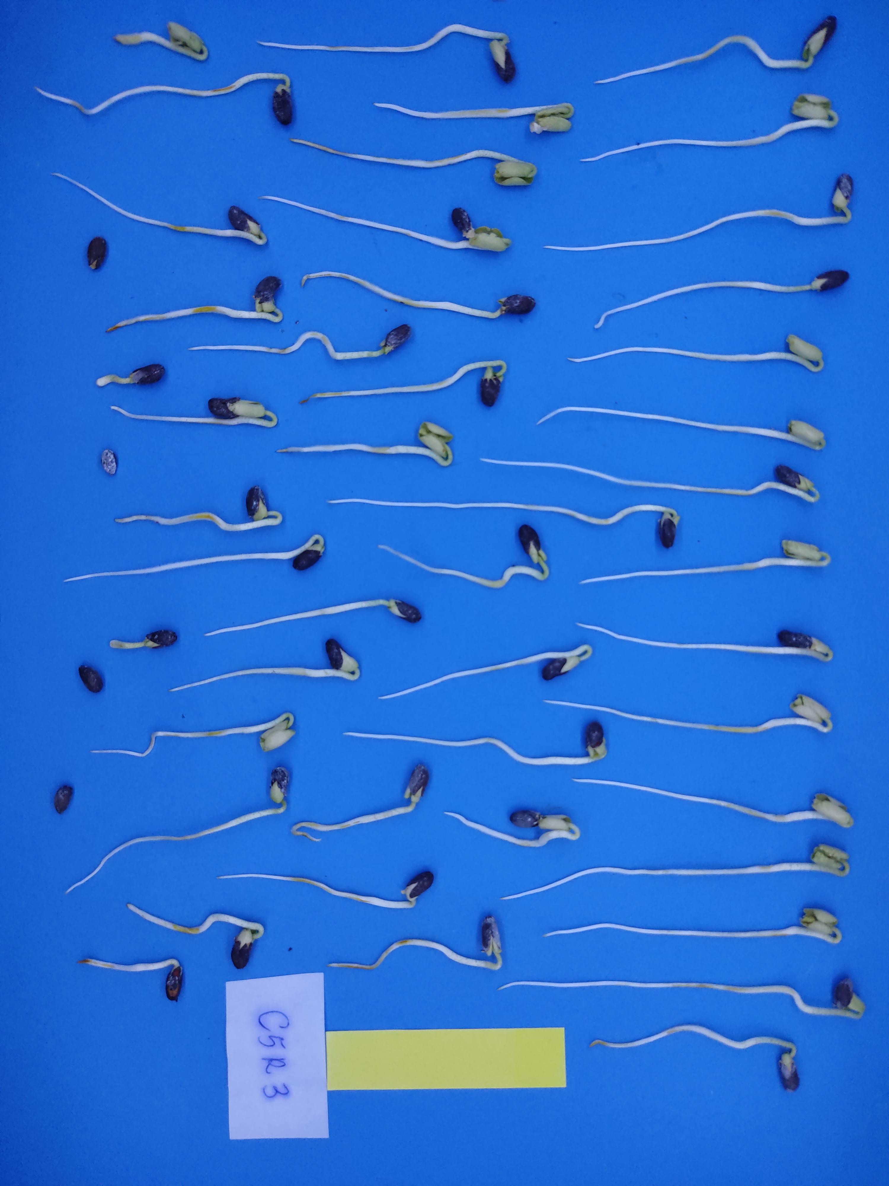 MescladoProjeto Instance Segmentation Dataset by VisorGraph project