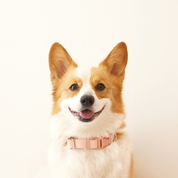 Object Detection Object Detection Dataset By Kim