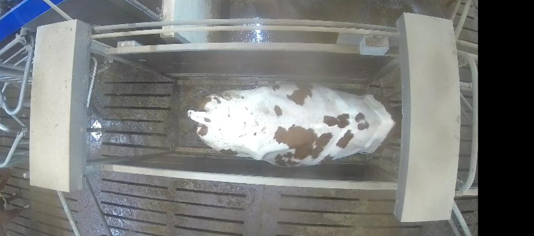 Cow top annotation Object Detection Dataset and Pre-Trained Model by Reagan