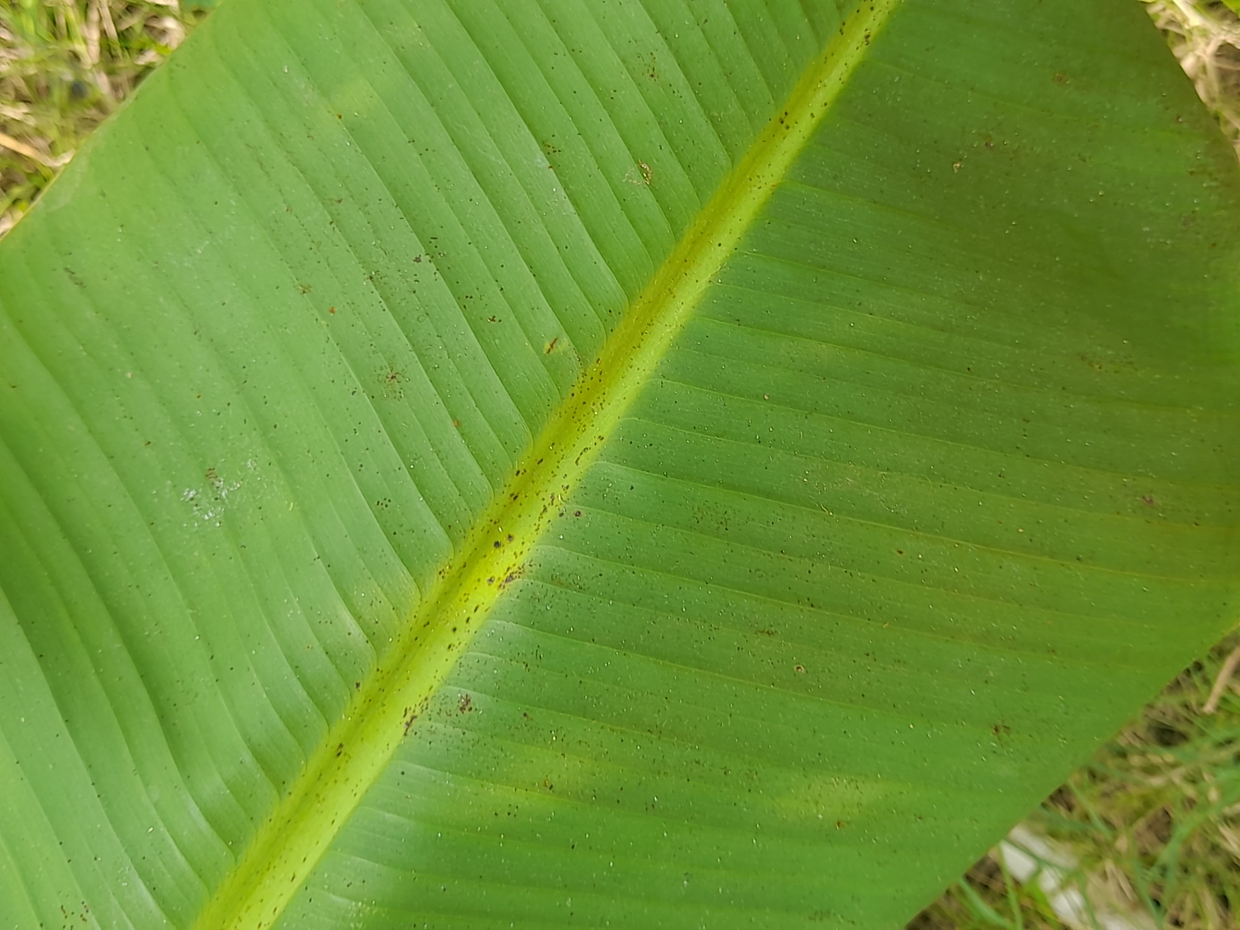 Banana freckle Instance Segmentation Dataset and Pre-Trained Model by ...