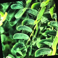 Falcata Tree Classification - Roboflow Universe