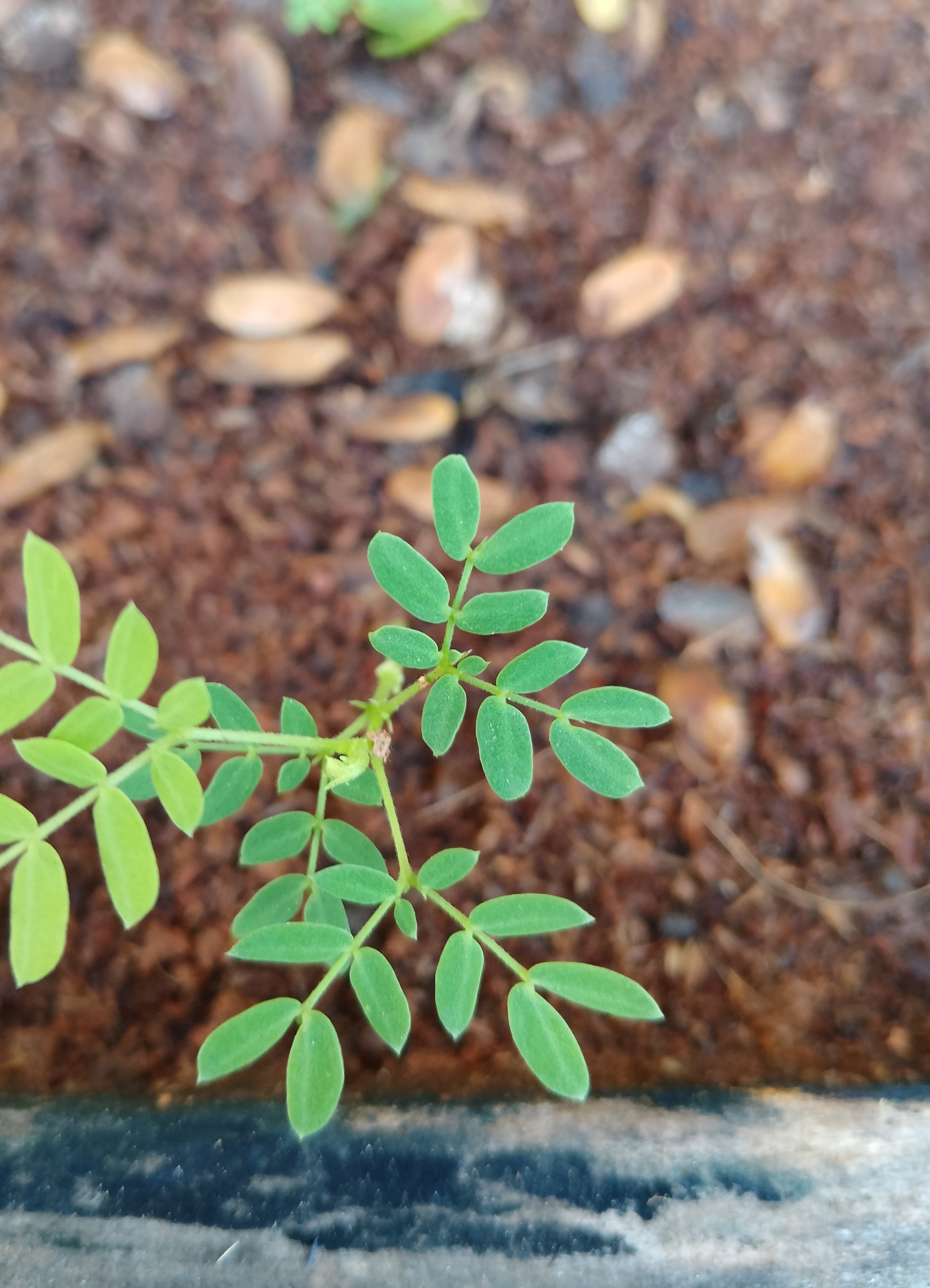 Falcata Tree Classification - Roboflow Universe