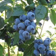 BlueBerries Instance Segmentation Dataset by Vrije University