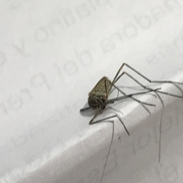 Mosquito Object Detection Dataset By Mosquitodetection