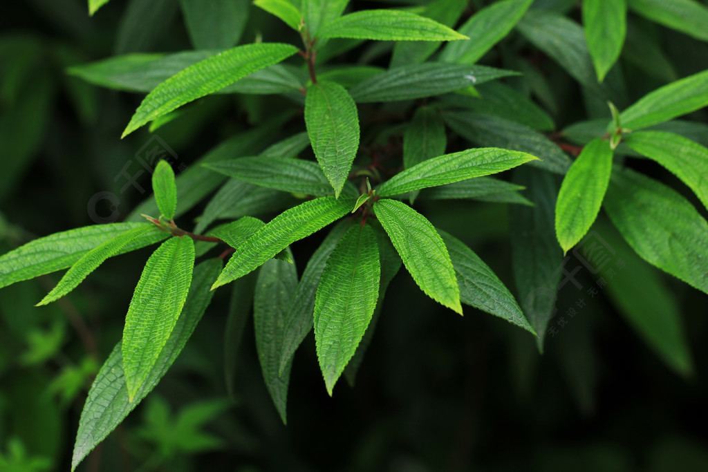 leaves Object Detection Dataset by PMS