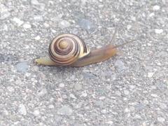 Snail Identification Object Detection Dataset and Pre-Trained Model by ...