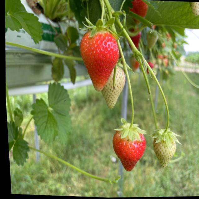 Fruits Project Instance Segmentation Dataset by Yandle
