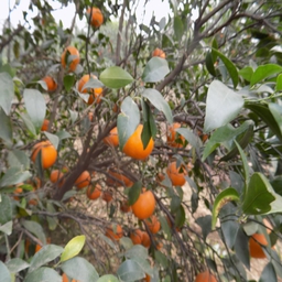 Citrus Instance Segmentation Dataset by Yandle