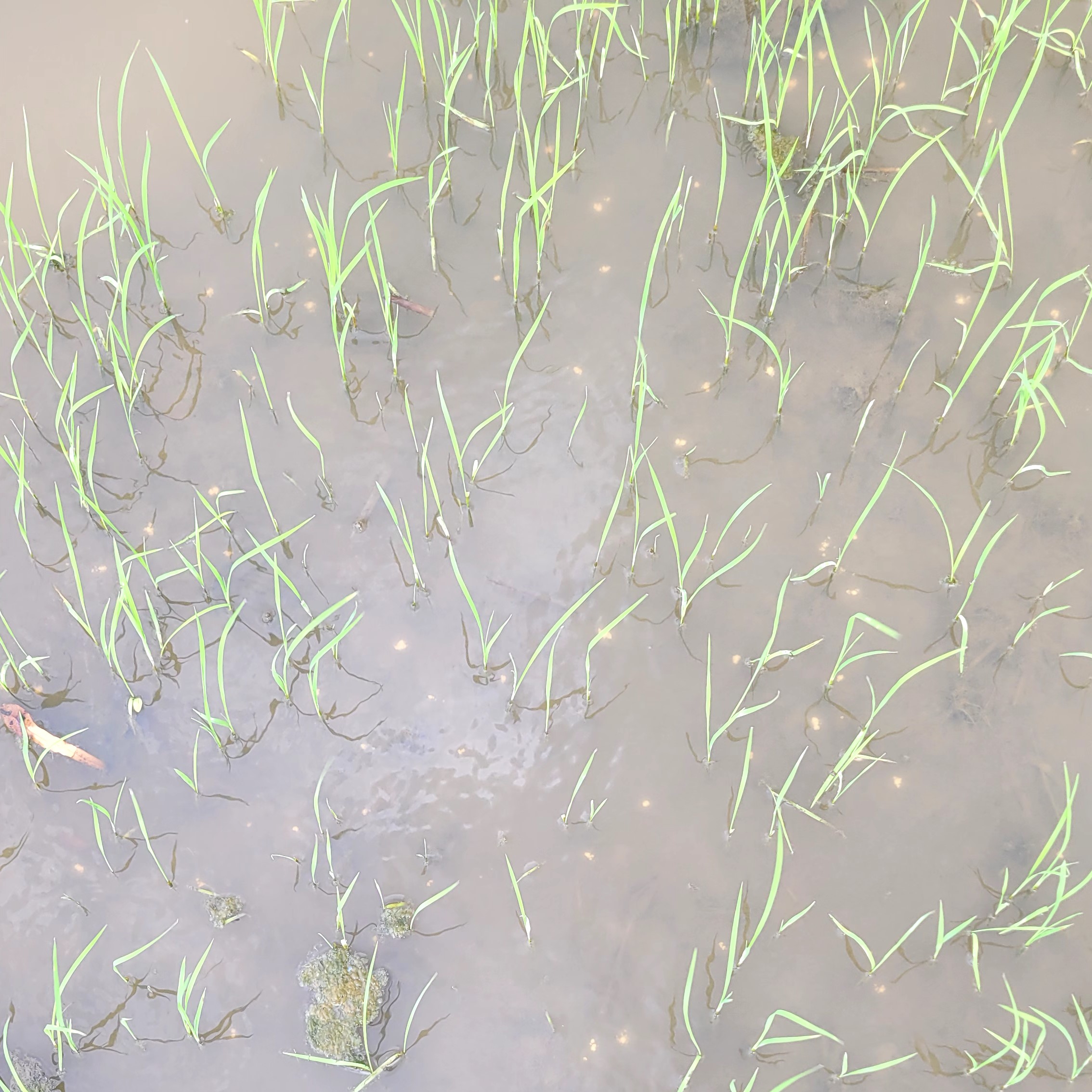 Final Rice Object Detection Model by Gradute Project