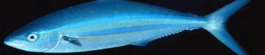 Fish Species Classification Object Detection Model By Fish Classifiers