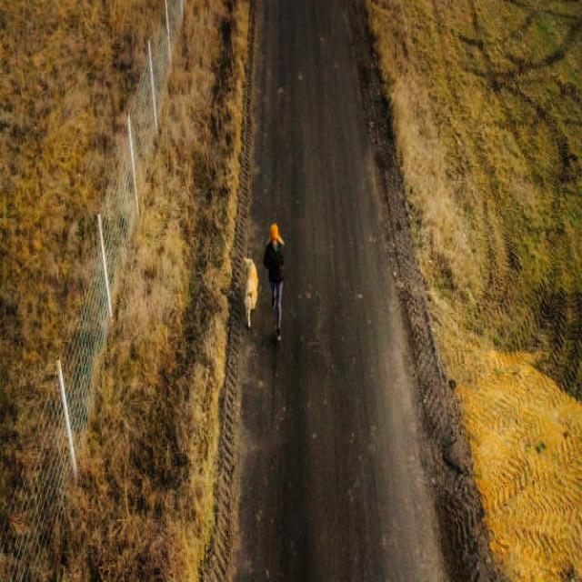 Animal Object Detection Dataset by nethra