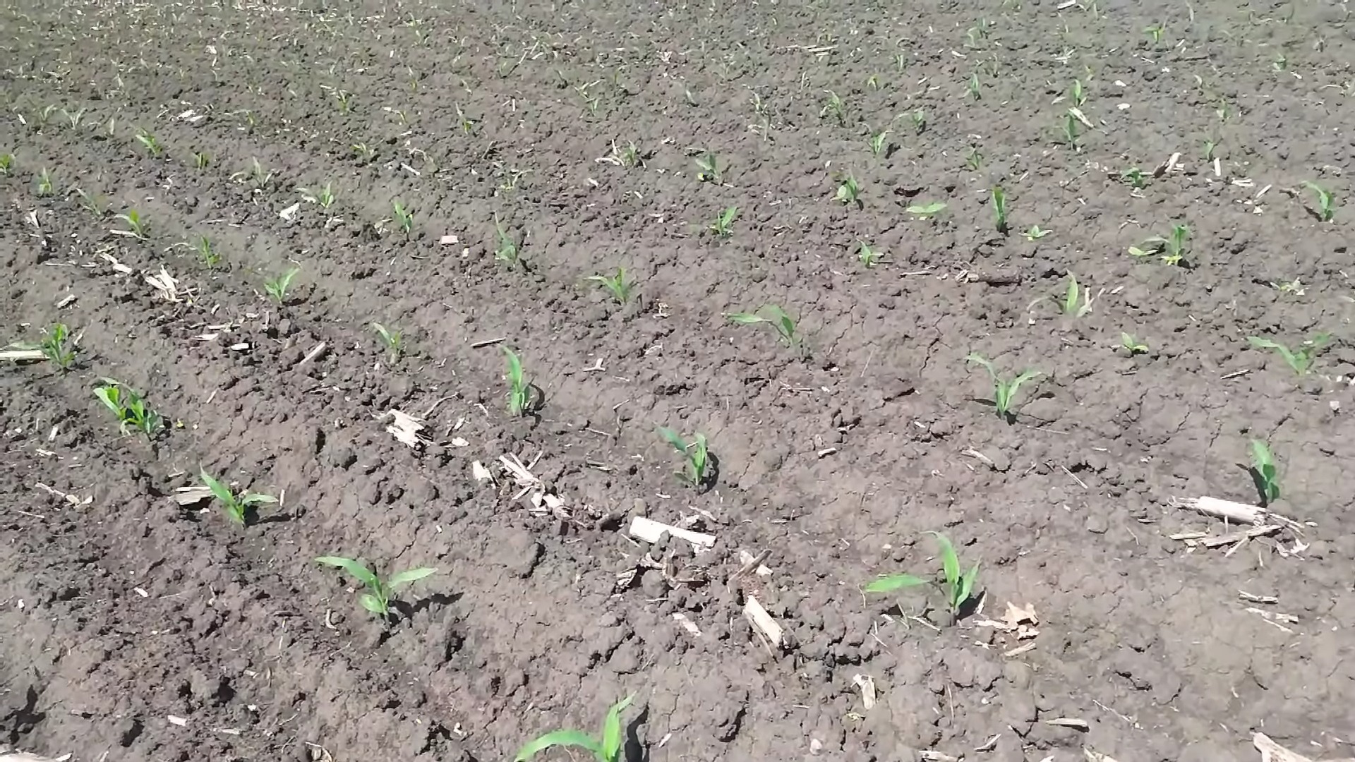 it's corn Object Detection Dataset by test