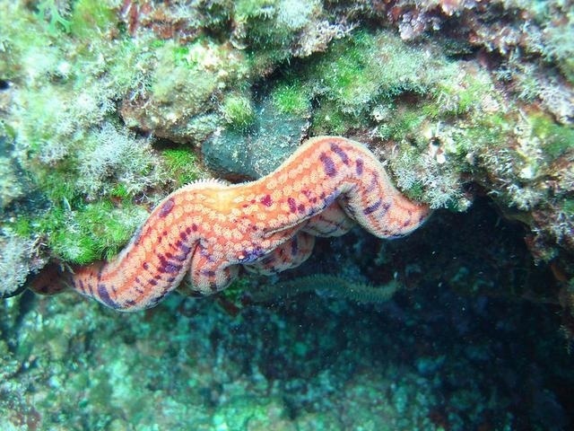 UIIS Instance Segmentation Dataset by Tugas Akhir