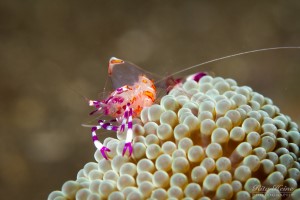 shrimp cultivation Object Detection Model by robotic fish