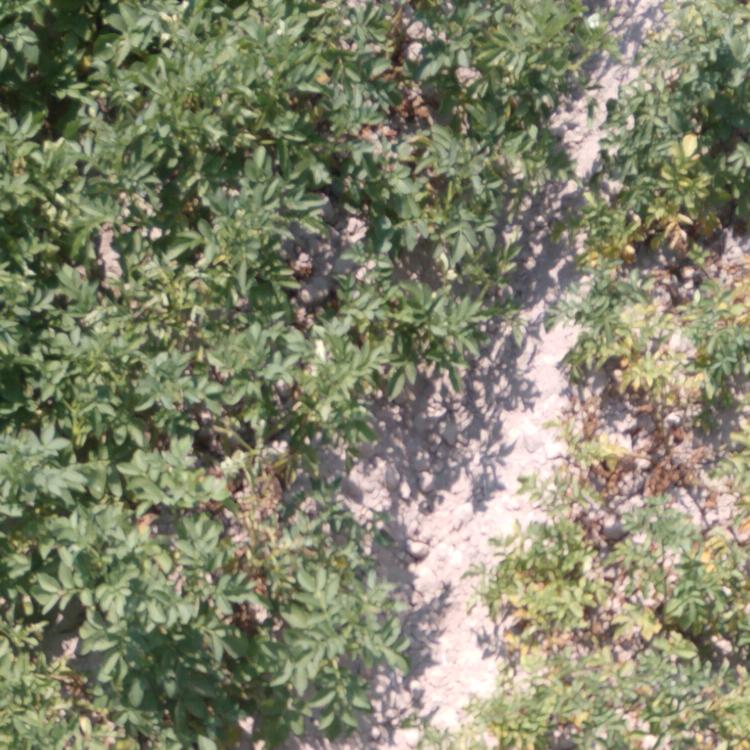 Potato Object Detection Dataset by Ak