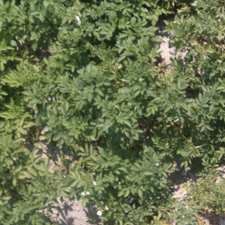 `potato` Object Detection Dataset by Ak