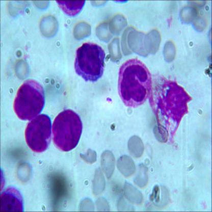 validation Object Detection Dataset by Inbiomed