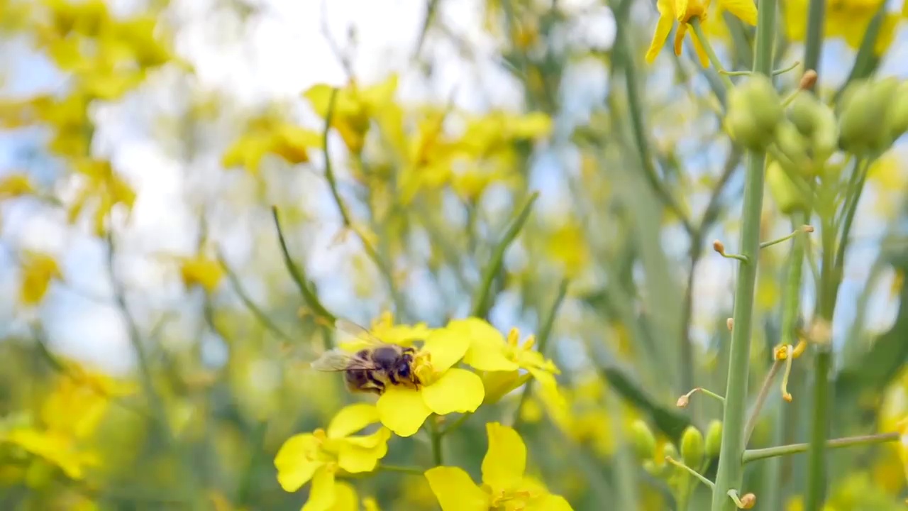 Bee frames Object Detection Dataset and Pre-Trained Model by nishitha-upadyaya