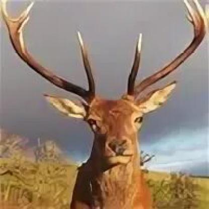 Deer_Detection_Dataset Object Detection Dataset and Pre-Trained Model by Scalersai