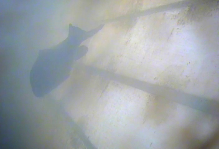 INRS-YOLOv5 Object Detection Dataset (v2, fish_augmentation) by INRS ...