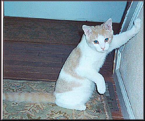 cat_face Object Detection Dataset and Pre-Trained Model by jinwoo Lee