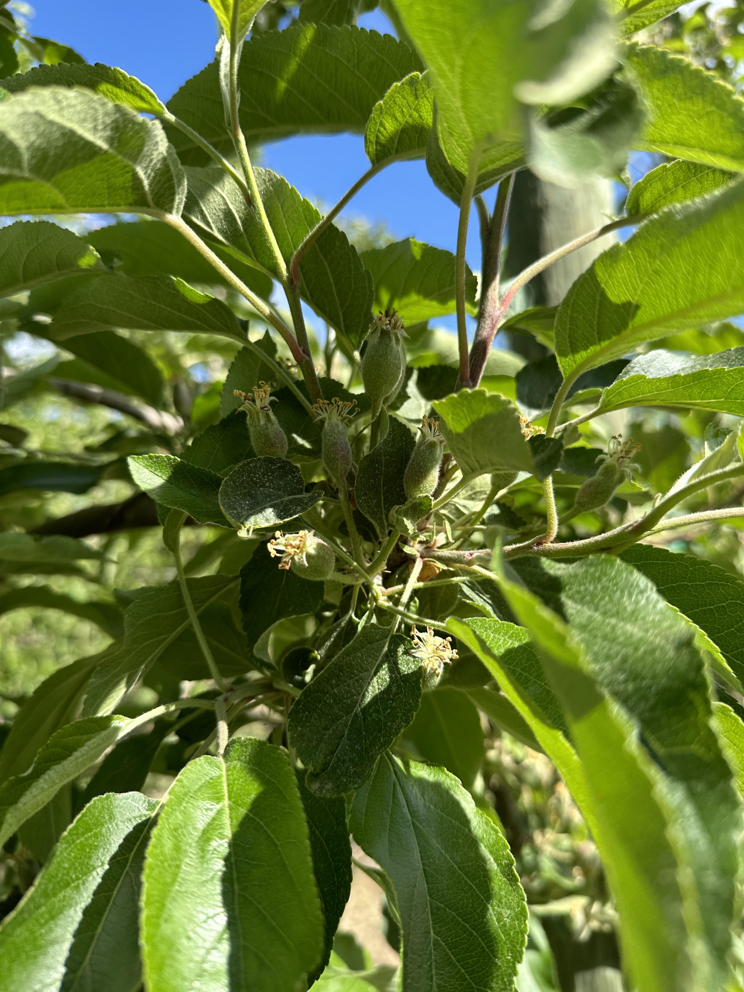 GreenApples Object Detection Dataset by Workspace