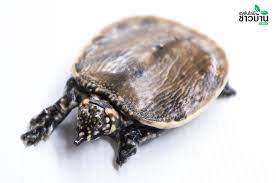 Turtle Object Detection Dataset and Pre-Trained Model by rv