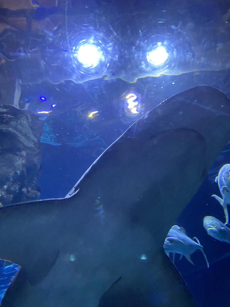 Aquarium Dataset Object Detection Dataset by riya