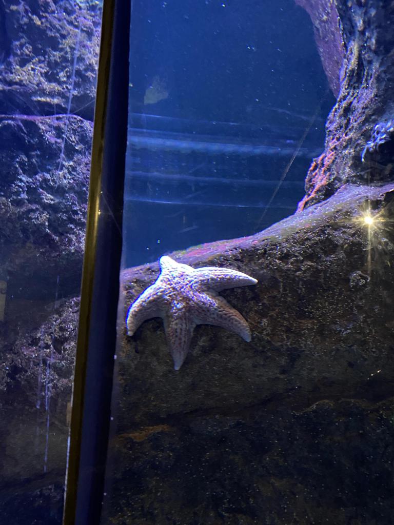 Company Task - Roboflow Universe