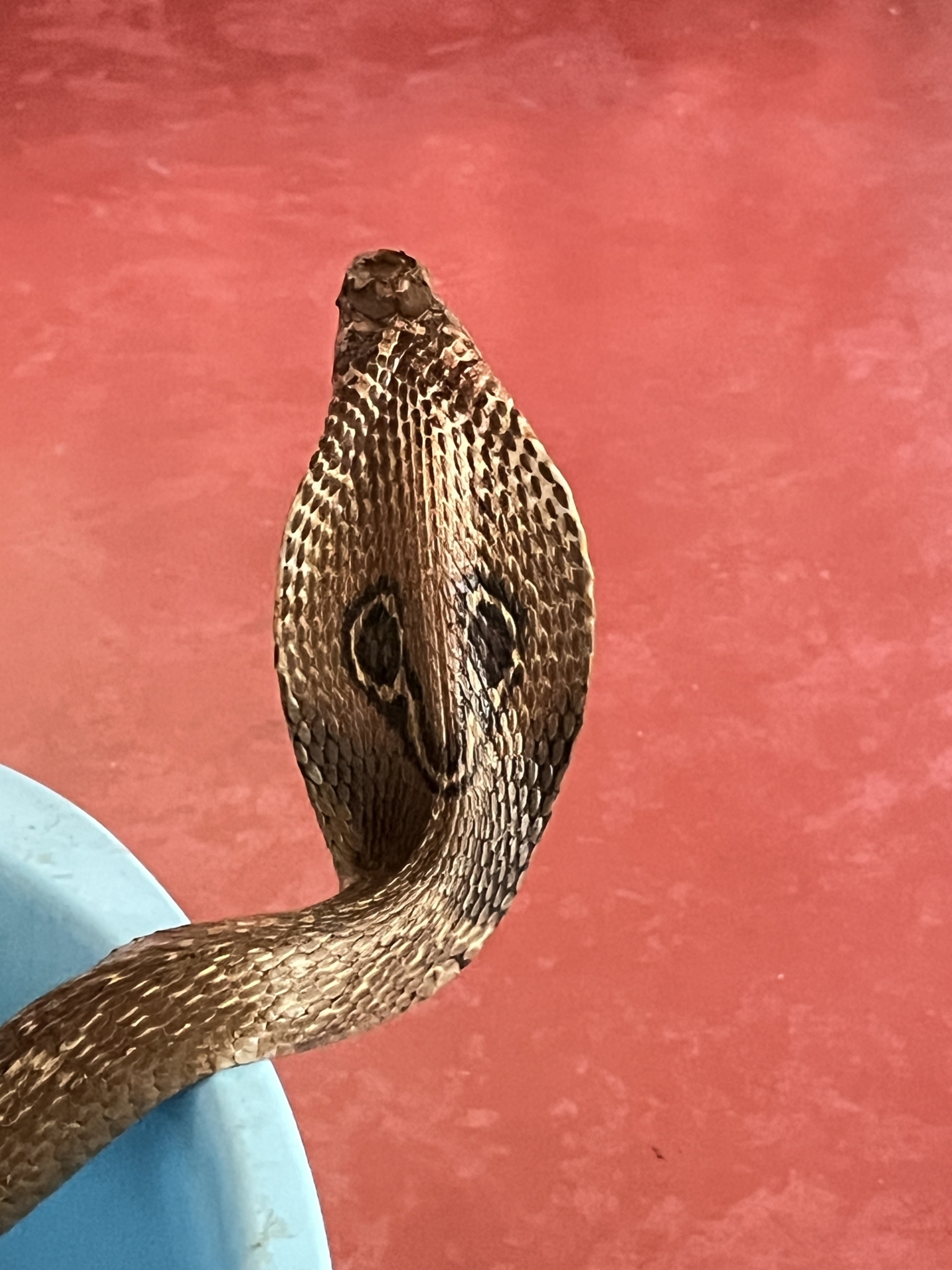 Snake Classification Classification Dataset by Nipuni Cabral