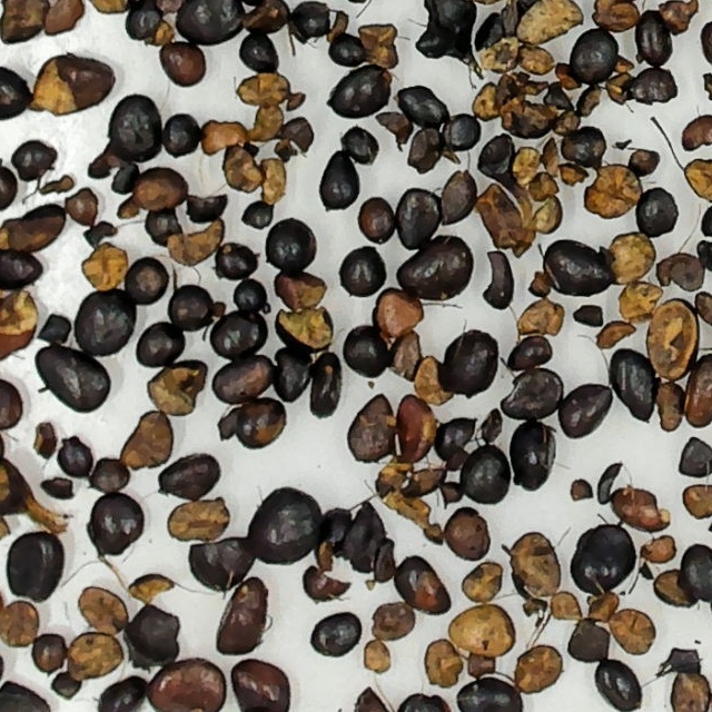 Kernel Detection Object Detection Dataset by PK Recognition