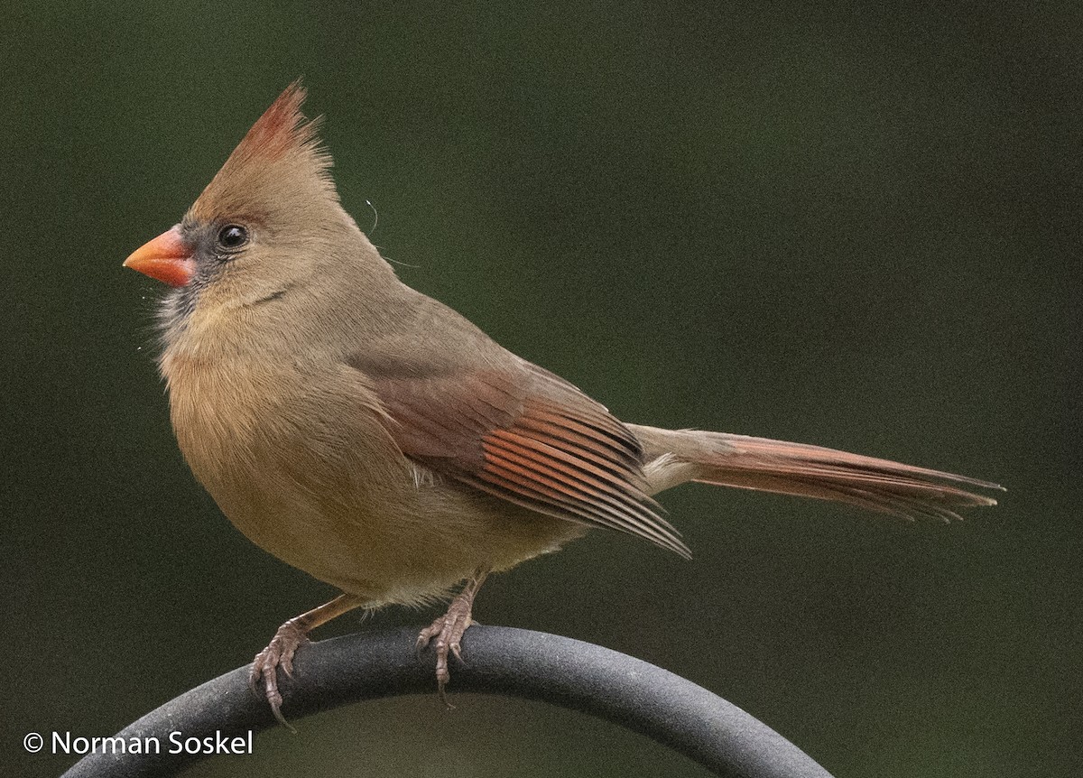 Bird Feeder Object Detection Model by Joshs Workspace