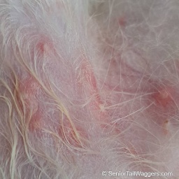 Dog Skin Lesion Detection Classification Model by Degree Project