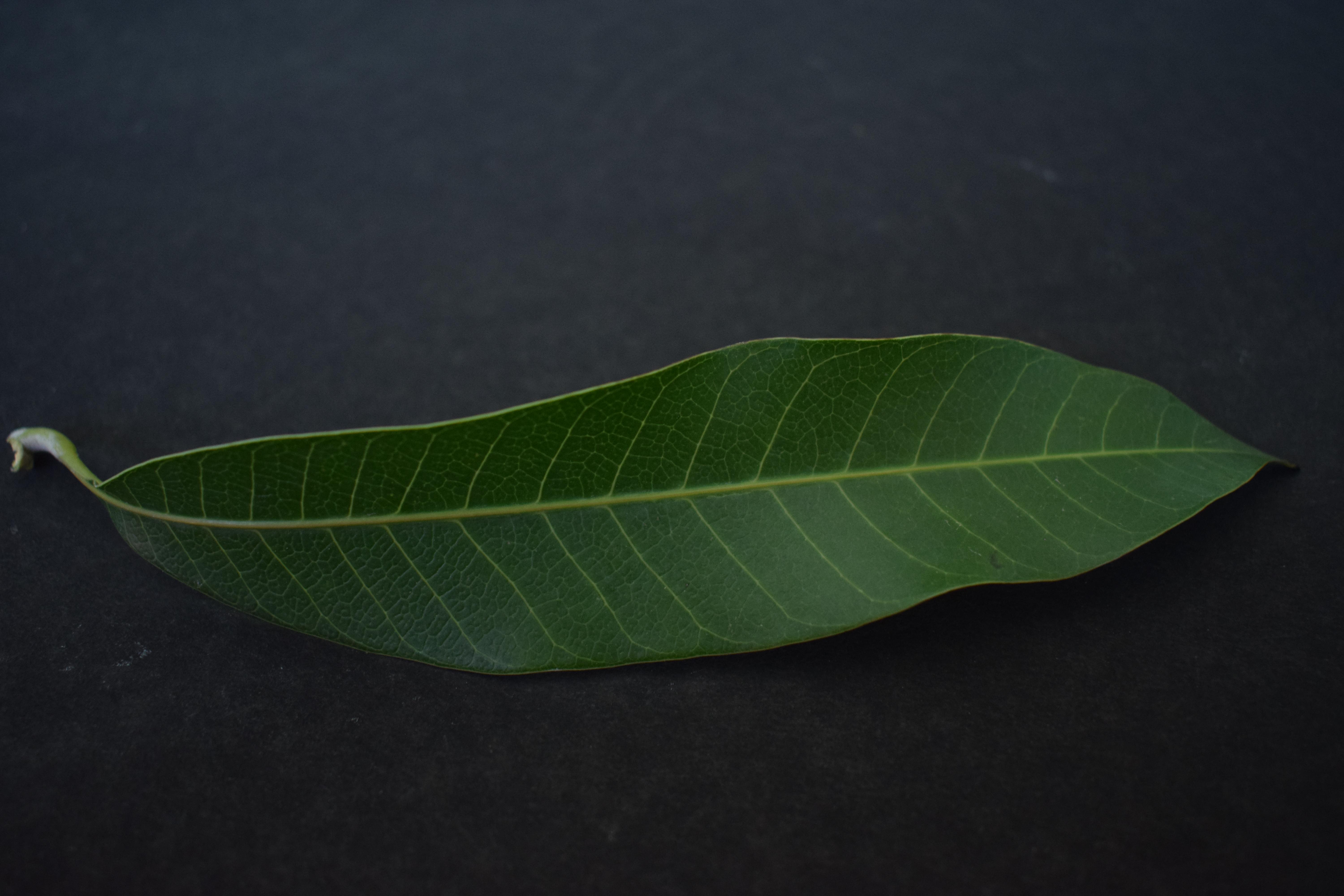 Leaf Detection Object Detection Dataset By Minorproject