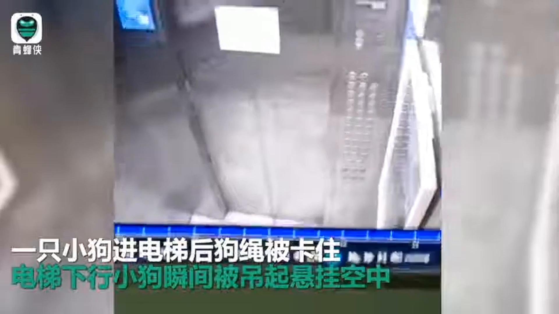 dddd Object Detection Dataset by ningbo university