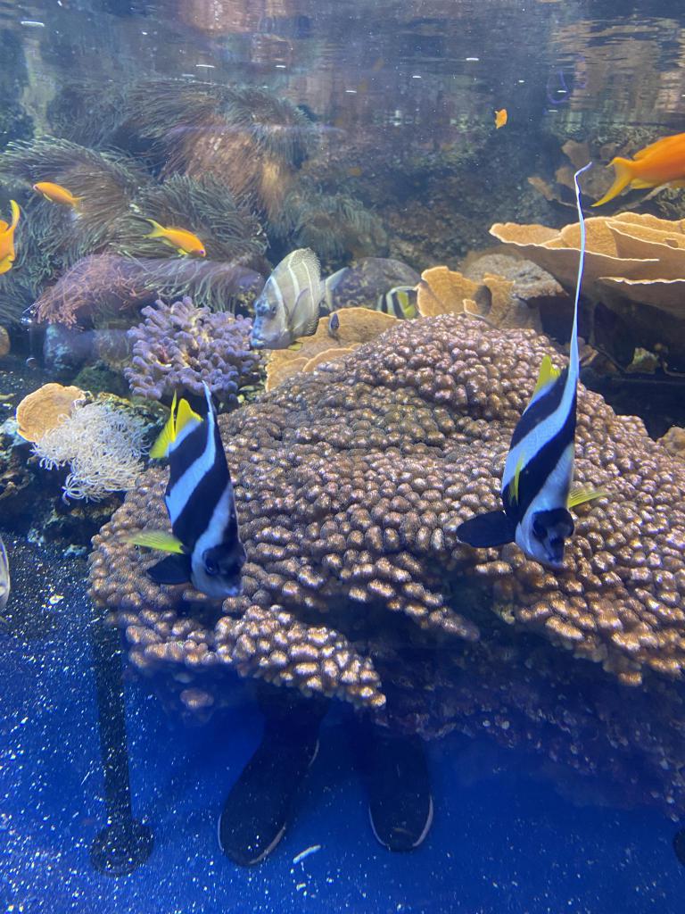 Underwater Object Detection Object Detection Model By Orangewood