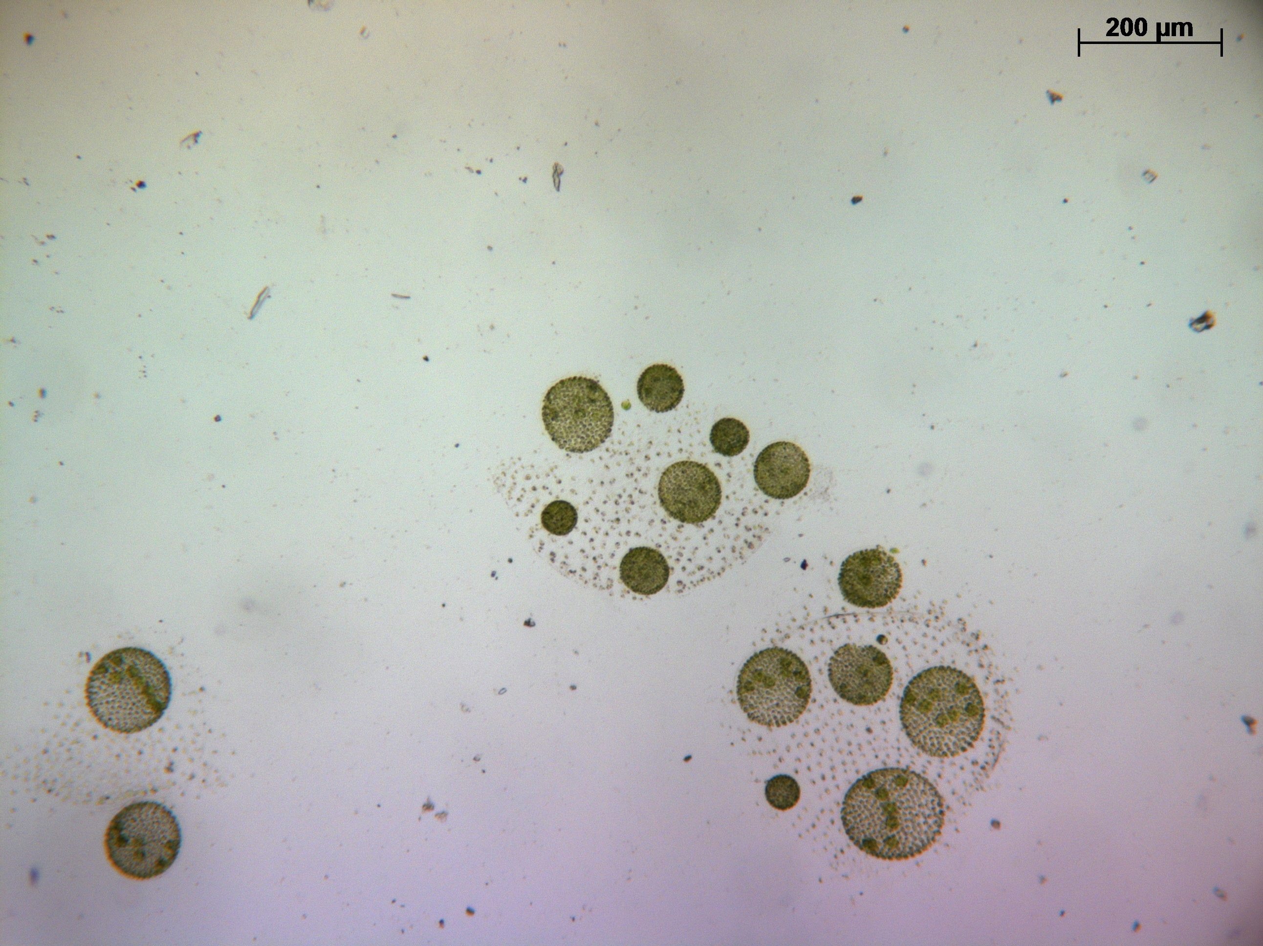 Bacteria Classification Classification Dataset by AProje Bacteria Classification Classification Dataset by AProje