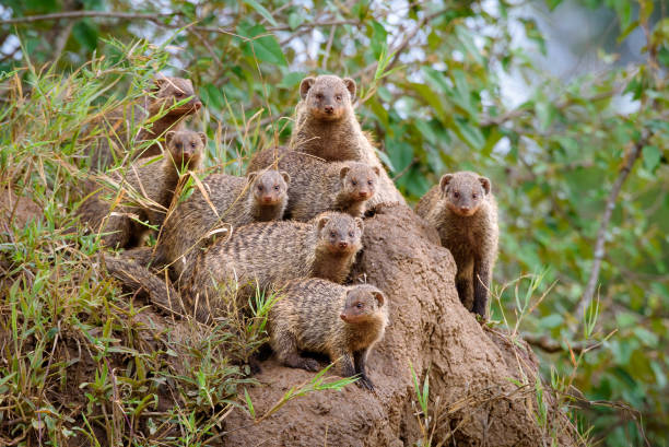 mongoose Classification Dataset by Project