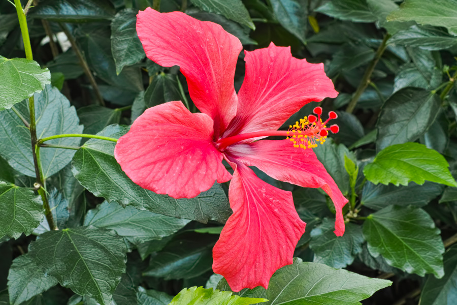 flowers Instance Segmentation Model by flower labeling