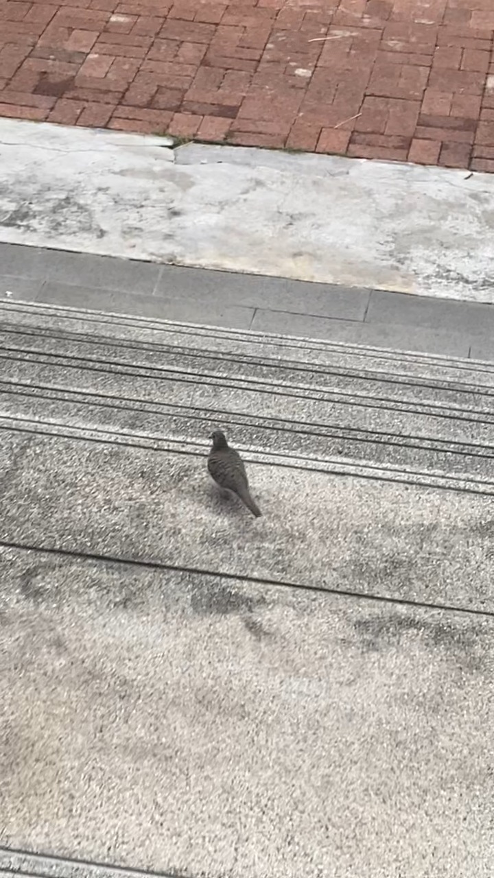 Ai Bird Detection Object Detection Dataset V1 2024 11 12 7 06am By