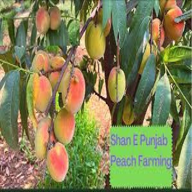 peachv1_7 Object Detection Dataset by Fruit