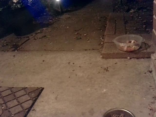 Cat Object Detection Dataset By Test