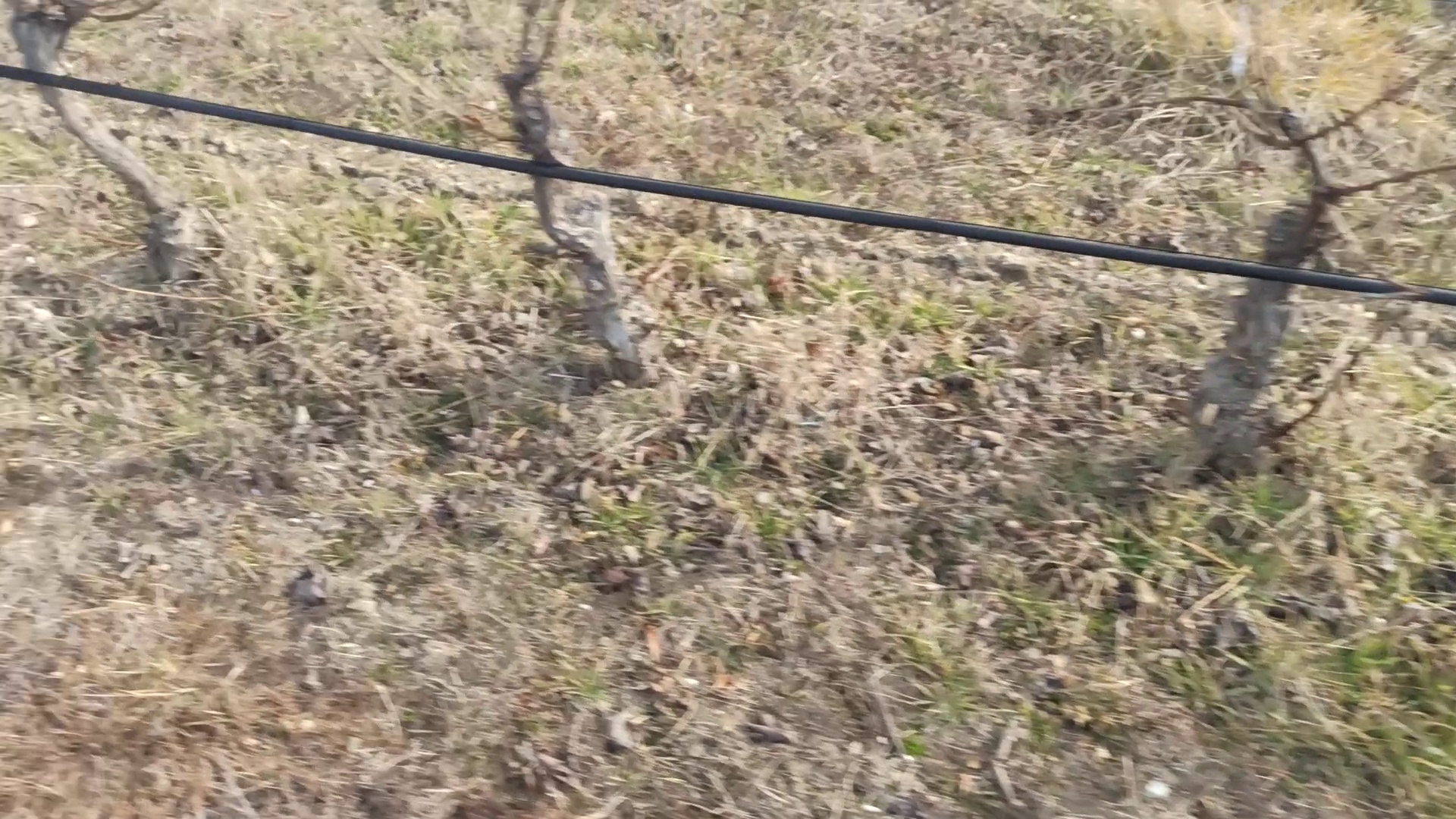 grapevine-detector Object Detection Dataset by DatasetBl