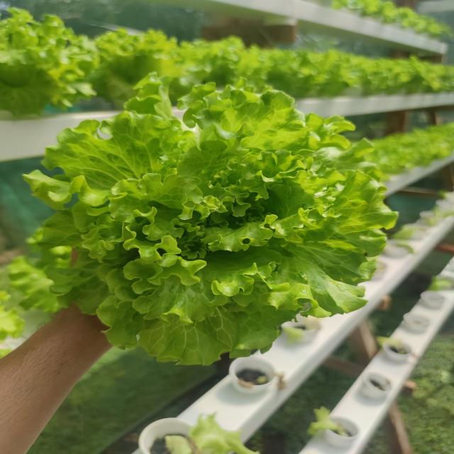 Lettuce Detection V2 Object Detection Model By Lettuce Detection 2653