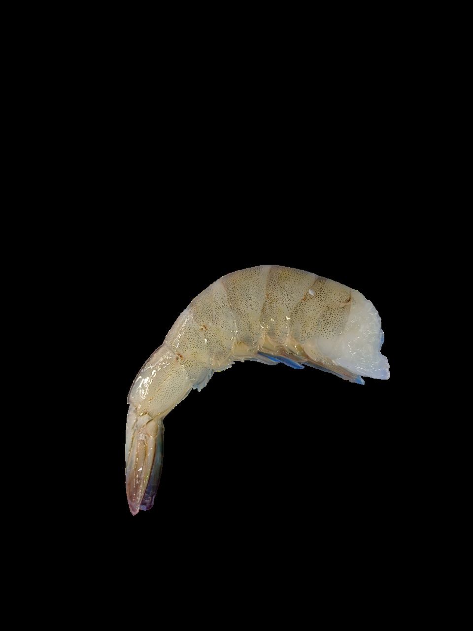 SAIBABA_SHRIMP_GRADING Object Detection Dataset and Pre-Trained Model by Hanish sai