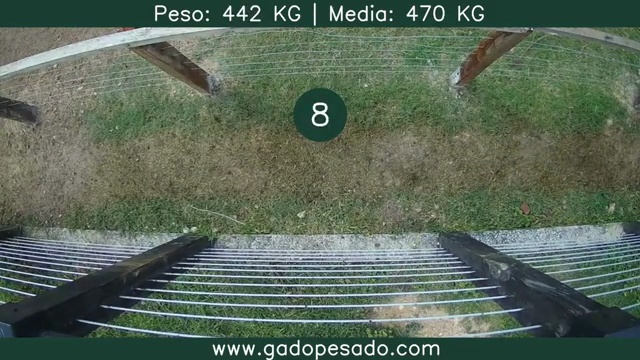 cattle-count-topview Object Detection Dataset and Pre-Trained Model by cattlecounttopview